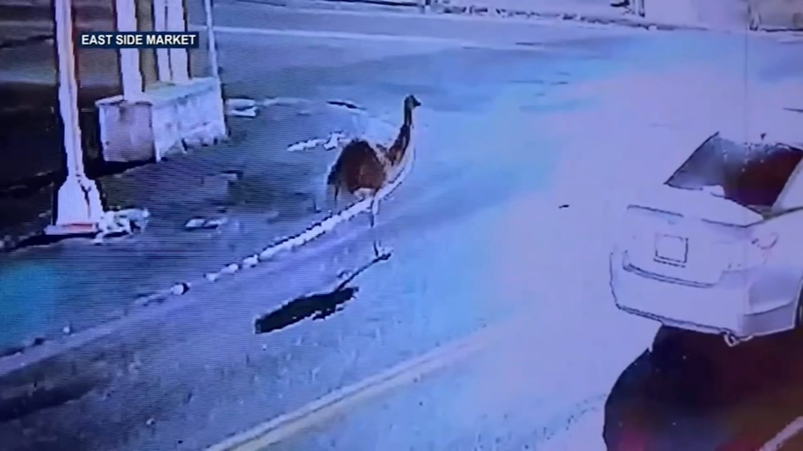 Emu in Brockton MA: Odd police chase turns heads after Emu bird escapes ...