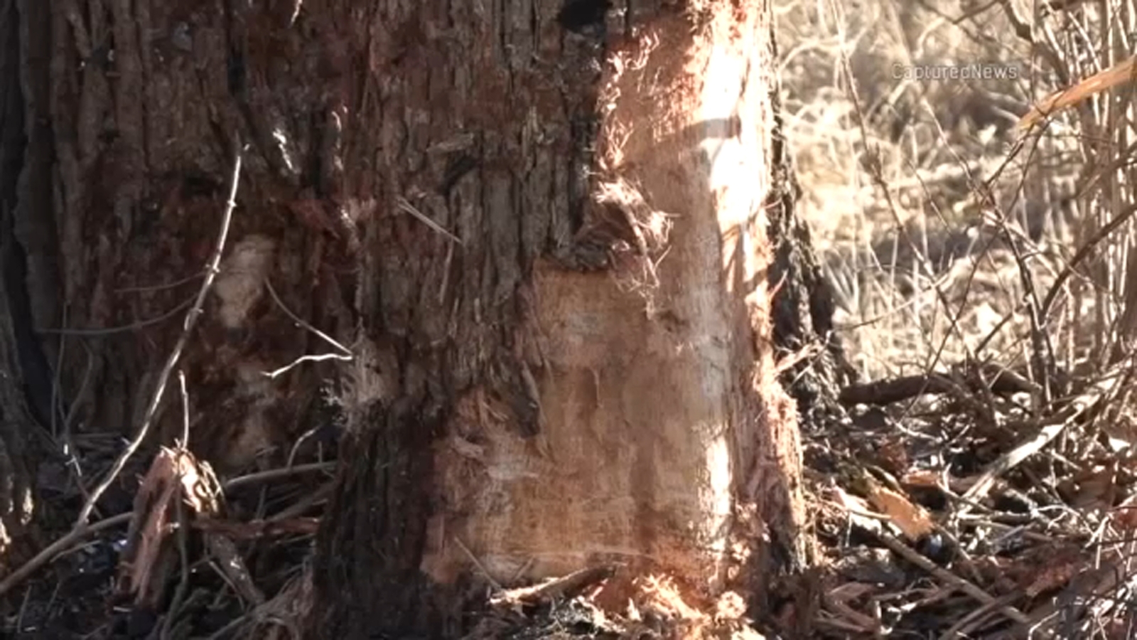 Hampshire car crash: 5 teens seriously hurt after driver hits tree off ...