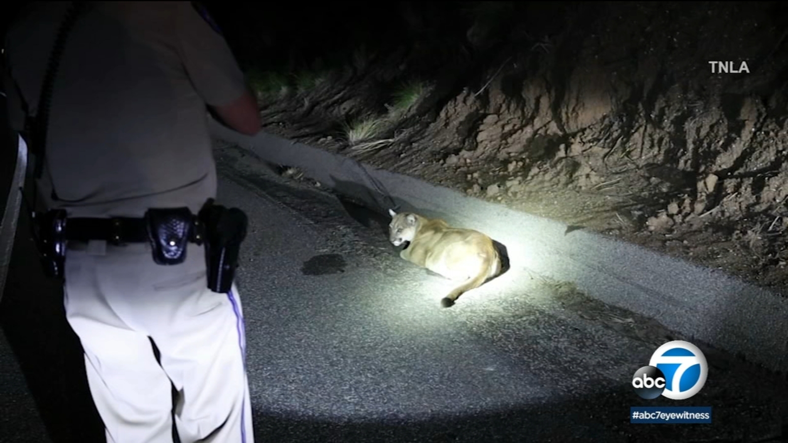 Mountain lion dies from injuries after being hit by car on Pacific ...