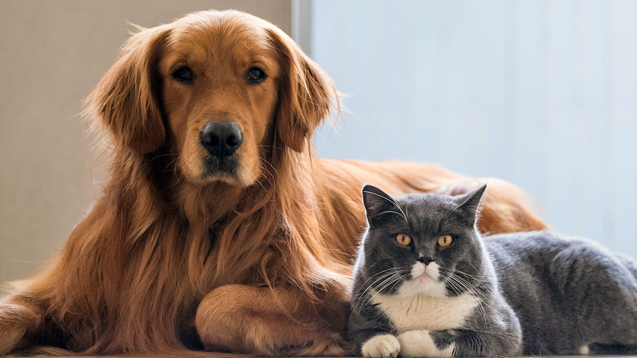 Pets & Animals | Dogs, Cats & Other Animals - ABC7 San Francisco