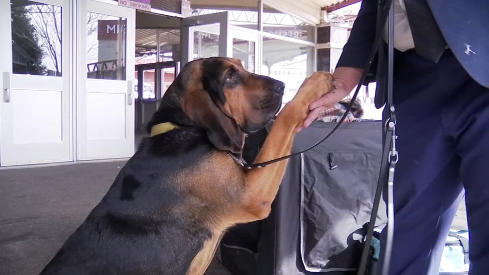 Fresno Fairground goes to the dogs with Sun Maid Kennel Club Dog Show ...