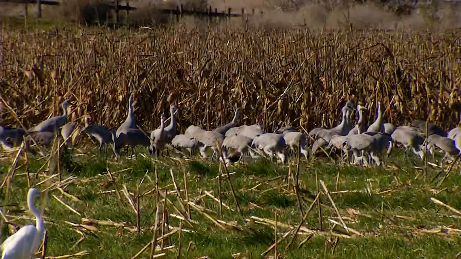 Merced National Wildlife Refuge - ABC7 Chicago