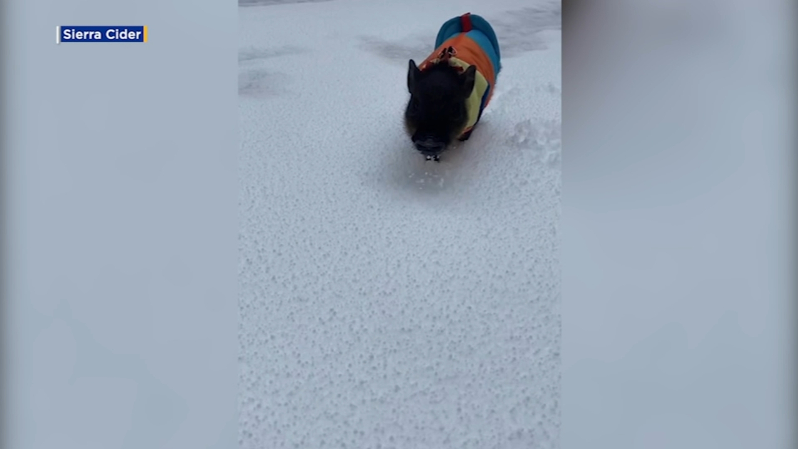 Sierra Cider posts Trudy the Pig's reaction to the snow - ABC30 Fresno