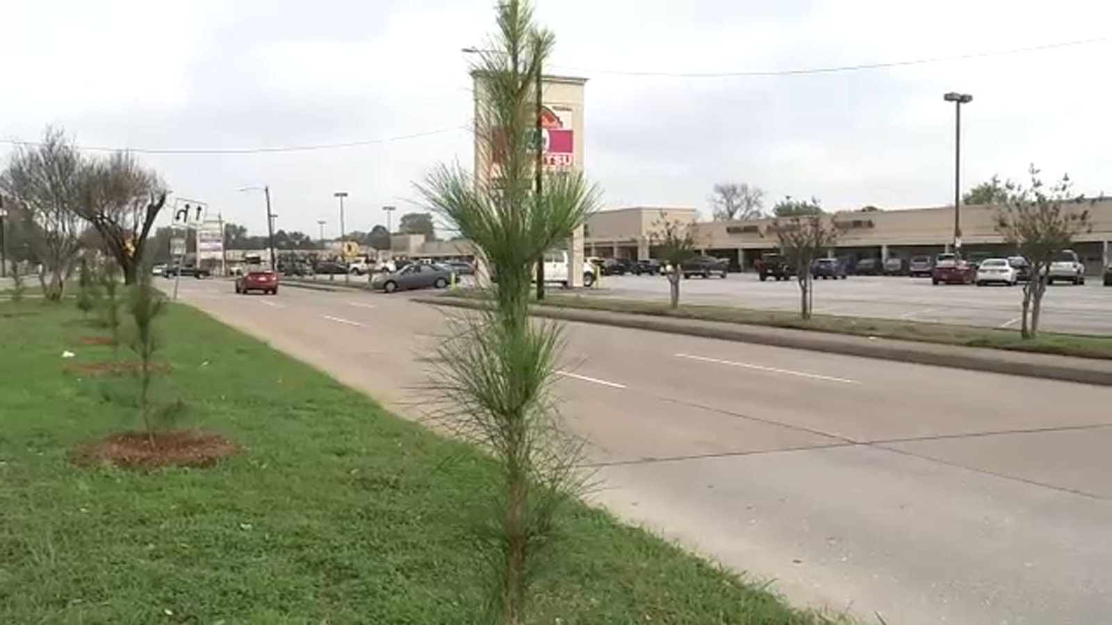 Stolen plants: Tree stealing suspect caught on video in Houston's ...