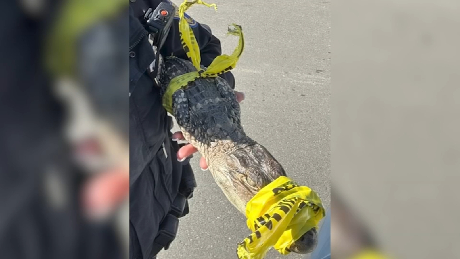 3-foot caiman removed from FDR Park in Philadelphia - 6abc Philadelphia