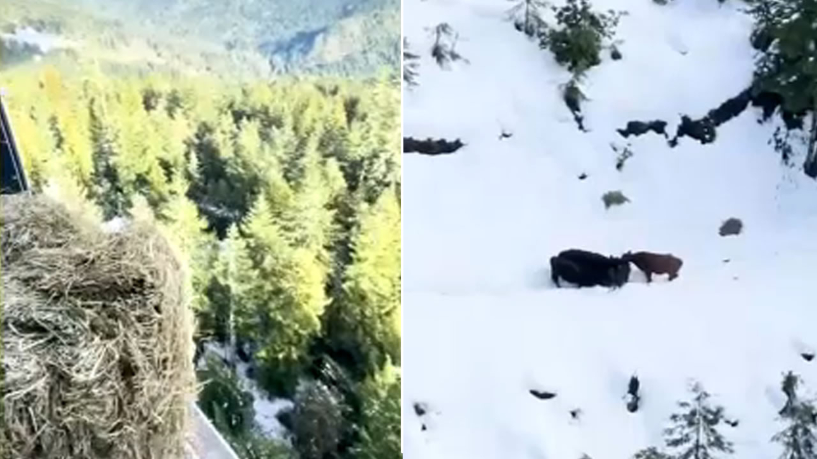 Crews air drop hay to starving, snowed-in cattle in Humboldt County as ...
