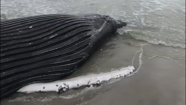 Dead whale washes ashore at Robert Moses State Park on Long Island - ABC7 New York