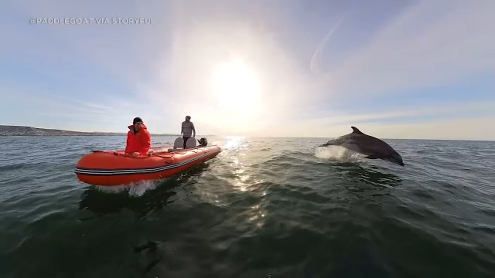 Boaters surprised by friendly dolphins near Pana Point, California ...