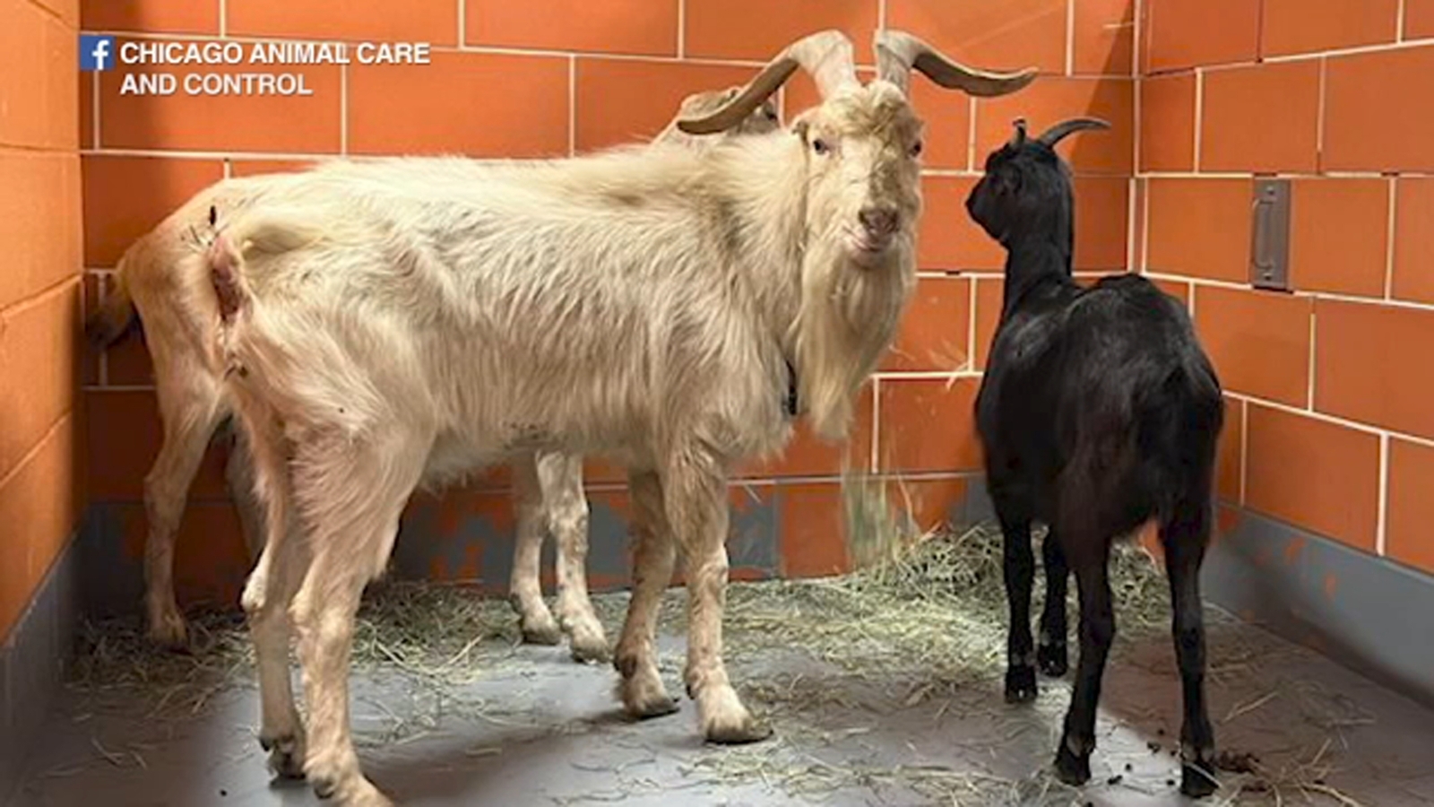 Lost pet goats? Animal Care and Control finds 3 cute farm animals ...