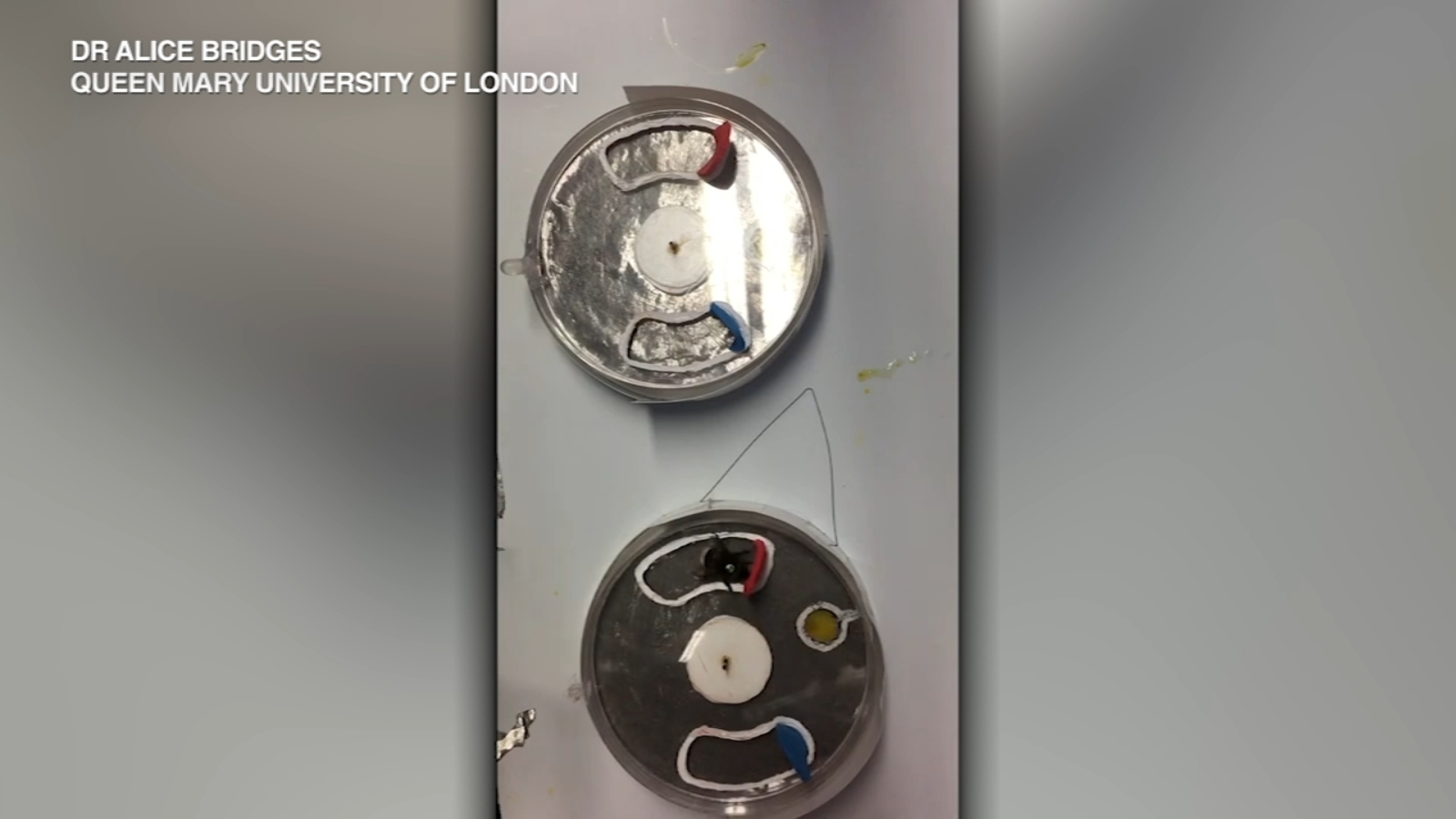 What do bees do to learn? Bumblebees learn by observation, Queen Mary ...