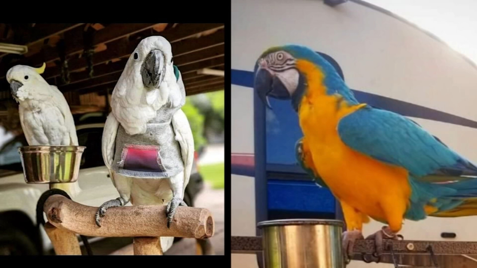Pasadena home break-in: Exotic birds worth more than $7,000 still ...
