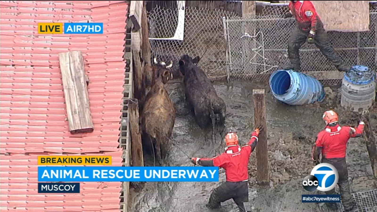 San Bernardino County: Nearly 2 dozen farm animals, including cows ...