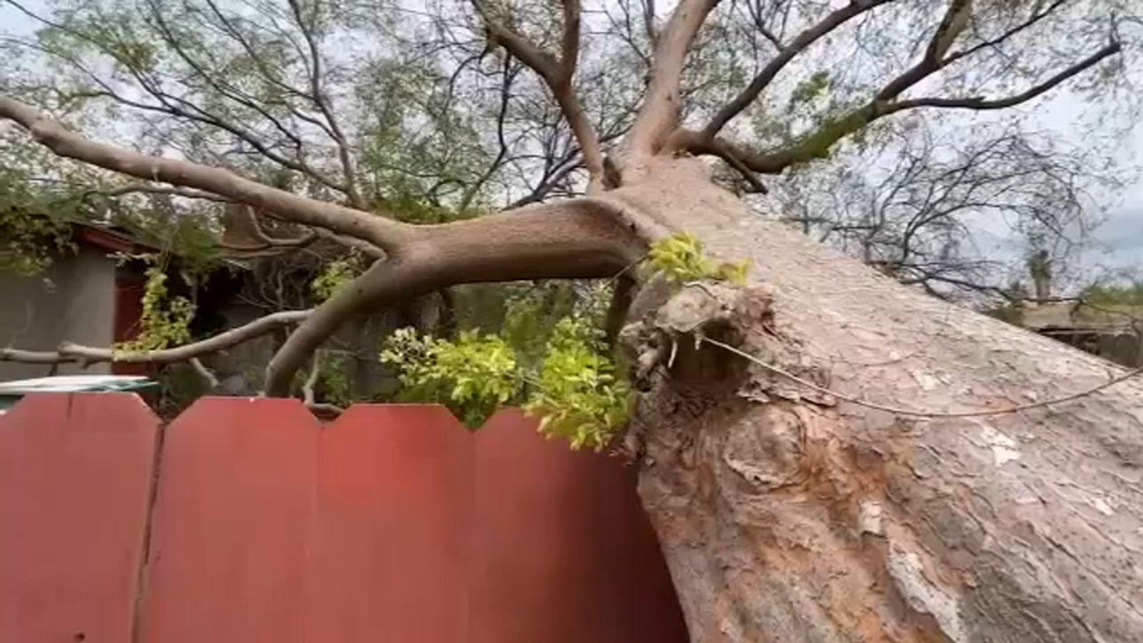 Strong winds and soggy grounds topple nearly 30 trees in Fresno - ABC30 ...