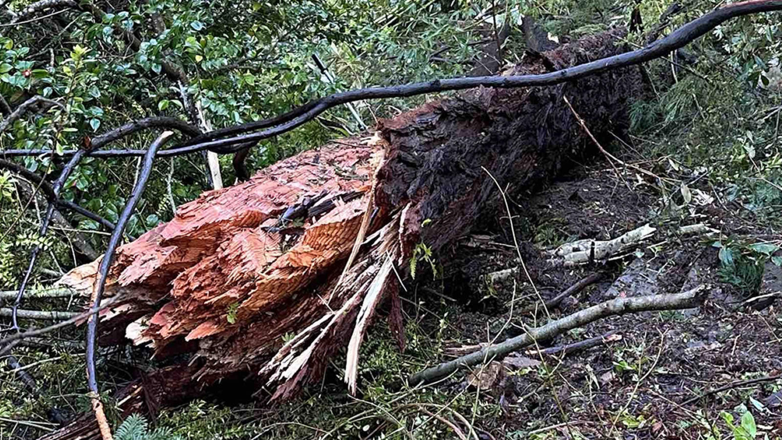 'Dramatically changed': Tuesday's storm leaves widespread damage at UC ...