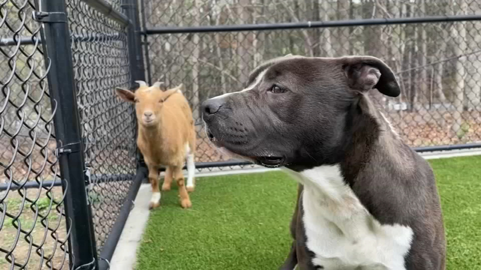 Dog, goat besties adopted together | 'Unlikely' goat, dog duo have a ...