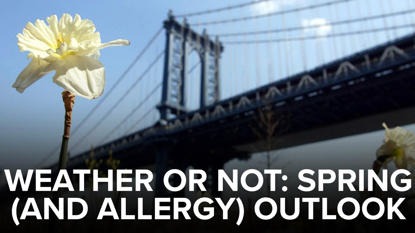 Weather or Not: Spring has sprung and so have allergies - ABC7 New York