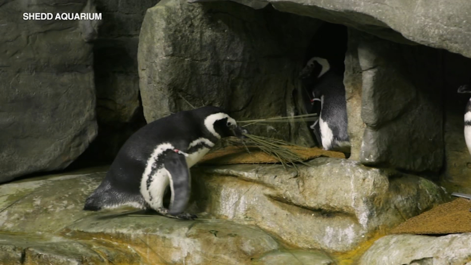 Chicago Shedd Aquarium penguins begin nesting season, prepare for baby ...