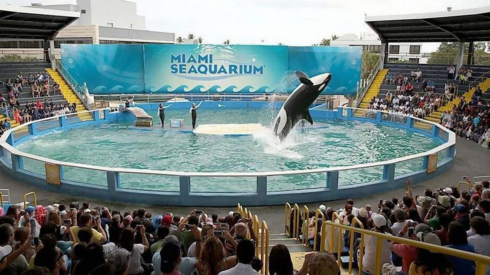Miami Seaquarium killer whale: Captive orca Lolita set for release into ...