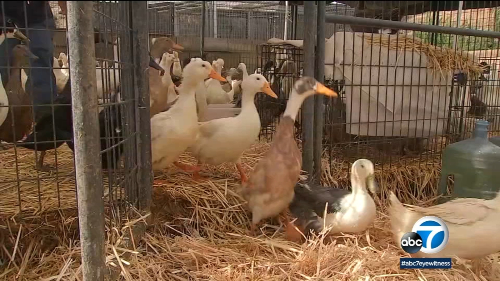 Lake Elsinore duck sanctuary prepares to take in abandoned Easter ...