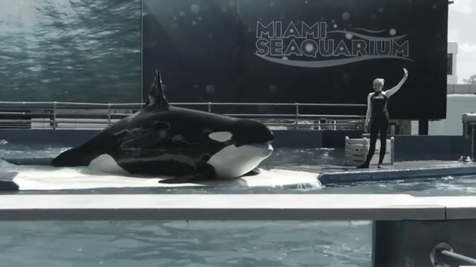 Miami Seaquarium Killer Whale Lolita The Orca Dies At The Miami