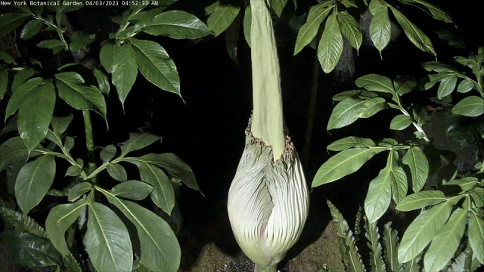 Corpse flower set to bloom at New York Botanical Garden - ABC7 New York