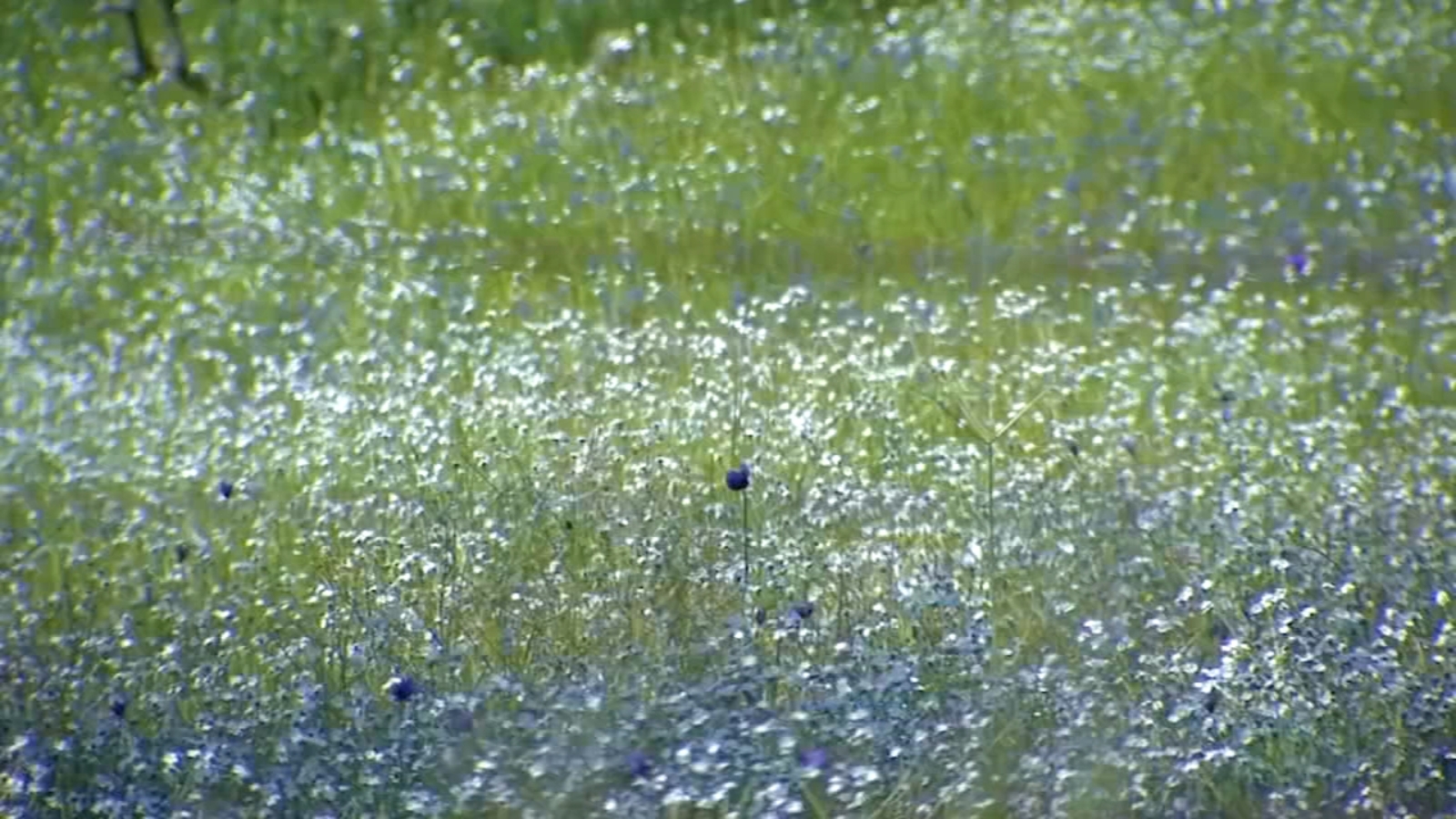 Wildflowers blooming across Fresno County after weeks of relentless ...