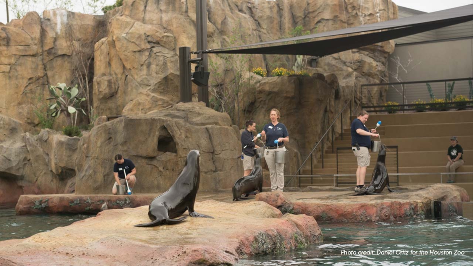 Things to do in Houston: Galápagos Islands exhibit opens at Houston Zoo ...