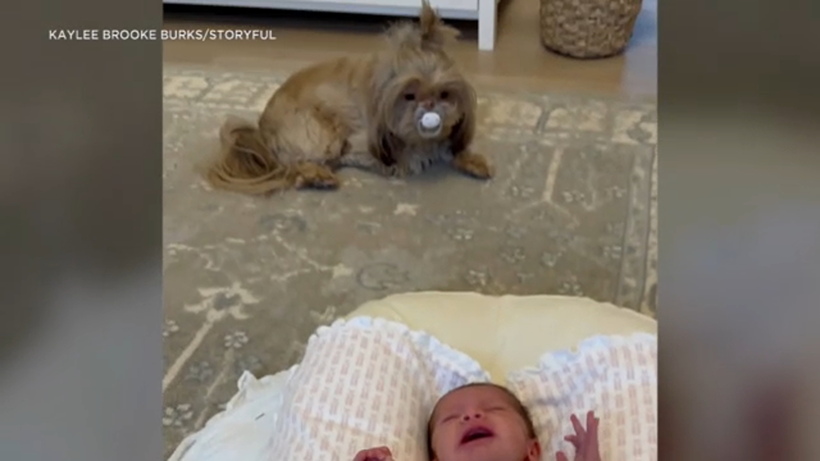 Hilarious video from Arkansas shows shih-tzu using binky stolen from ...