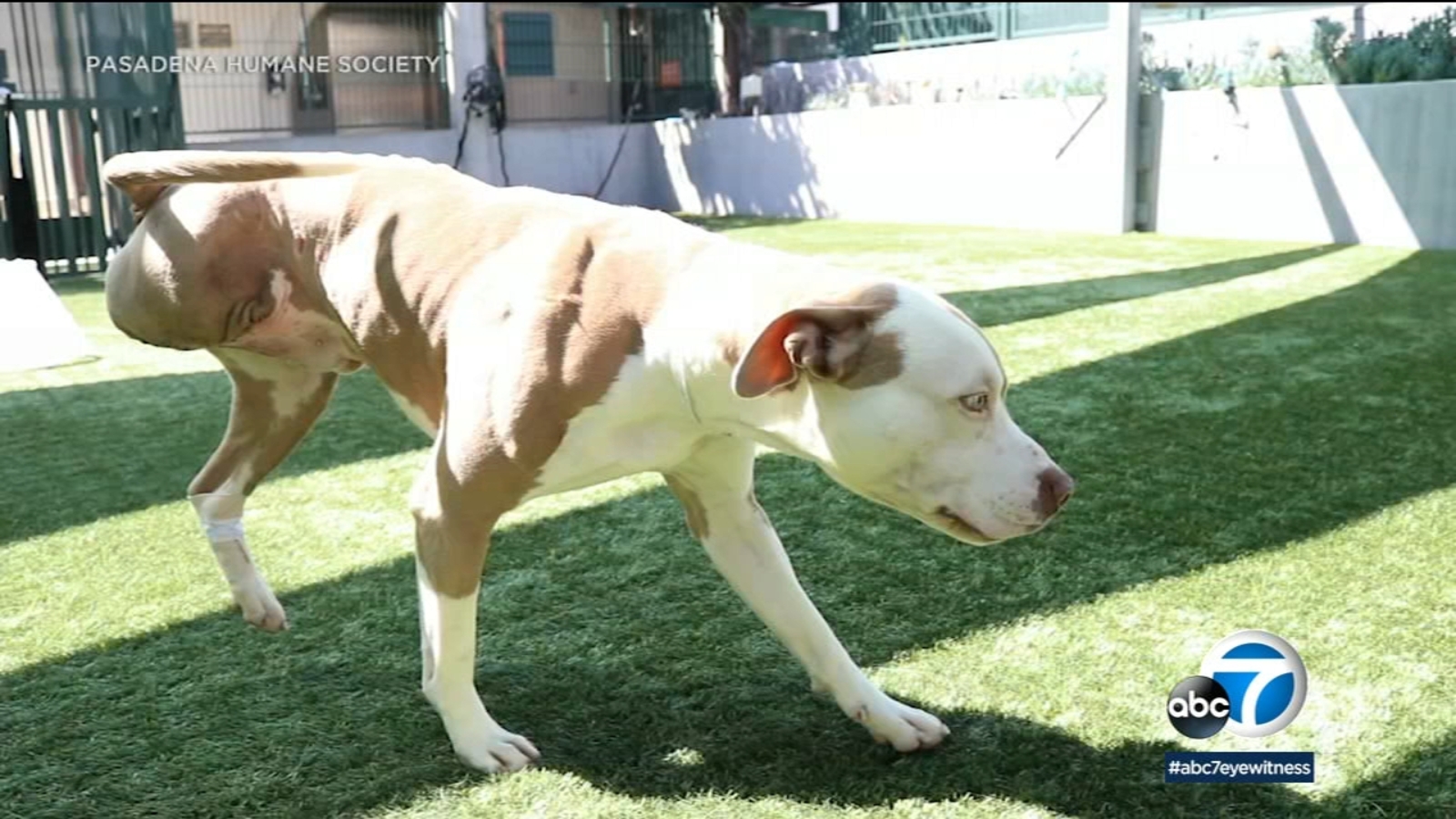 Pasadena Humane rescues dog hit by truck, amputates his leg; org ...