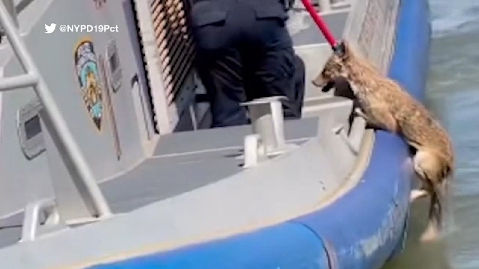 NYPD Harbor Unit rescues coyote from East River in New York City - ABC7 ...