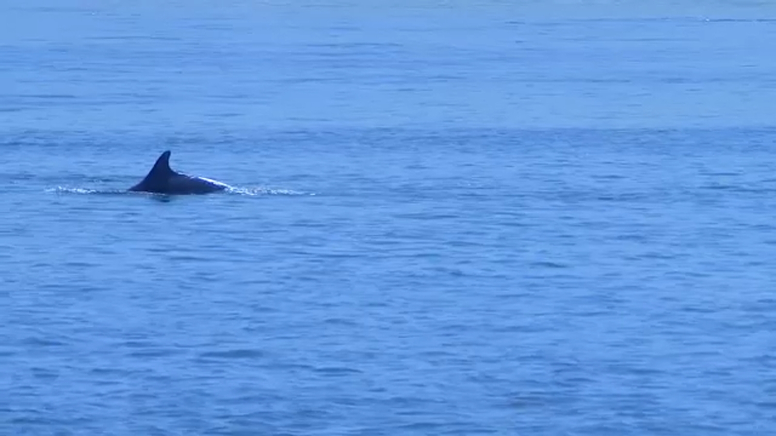 Dolphin seen swimming along the Upper East Side in Manhattan's East ...