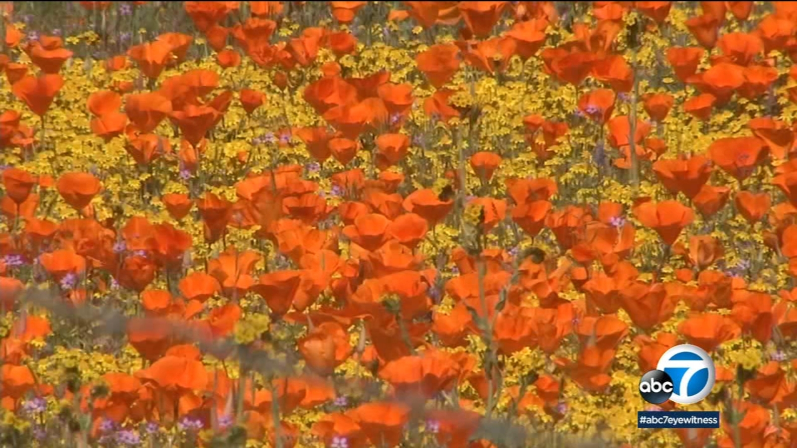 Lancaster Flowers Field | Best Flower Site
