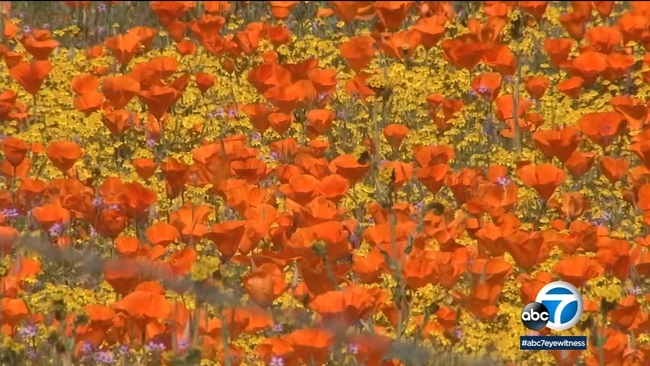 Mini spring 'super bloom' spotted at LAX - ABC7 Los Angeles
