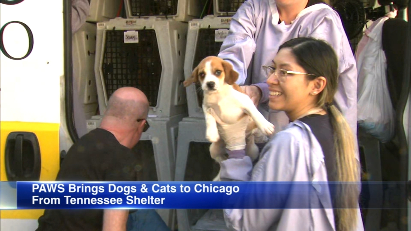 Rescue kittens, puppies arrive at PAWS Chicago, looking for new families after moved from ...