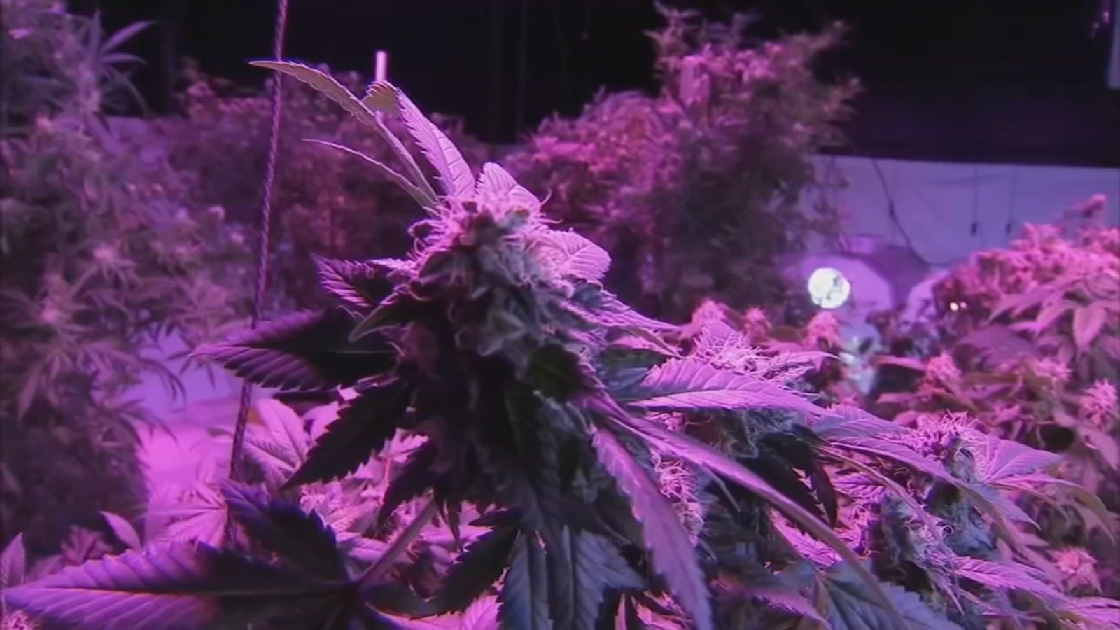 NJ Cannabis Regulatory Commission votes to allow Curaleaf to renew its ...