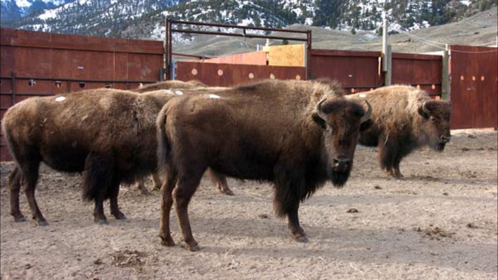 House votes to designate bison as America's national mammal - 6abc ...