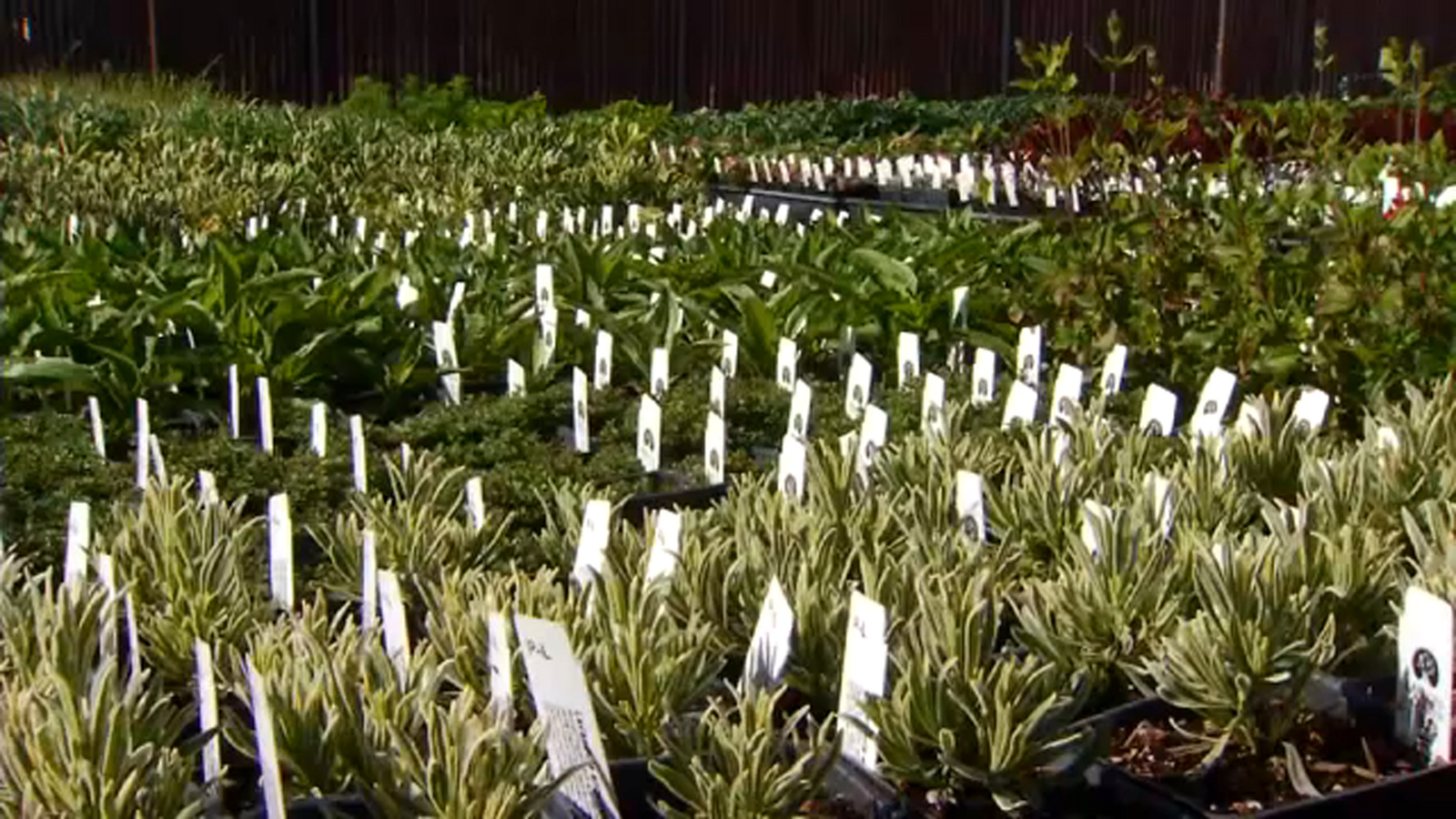 Merced College holding annual plant sale this weekend - ABC30 Fresno