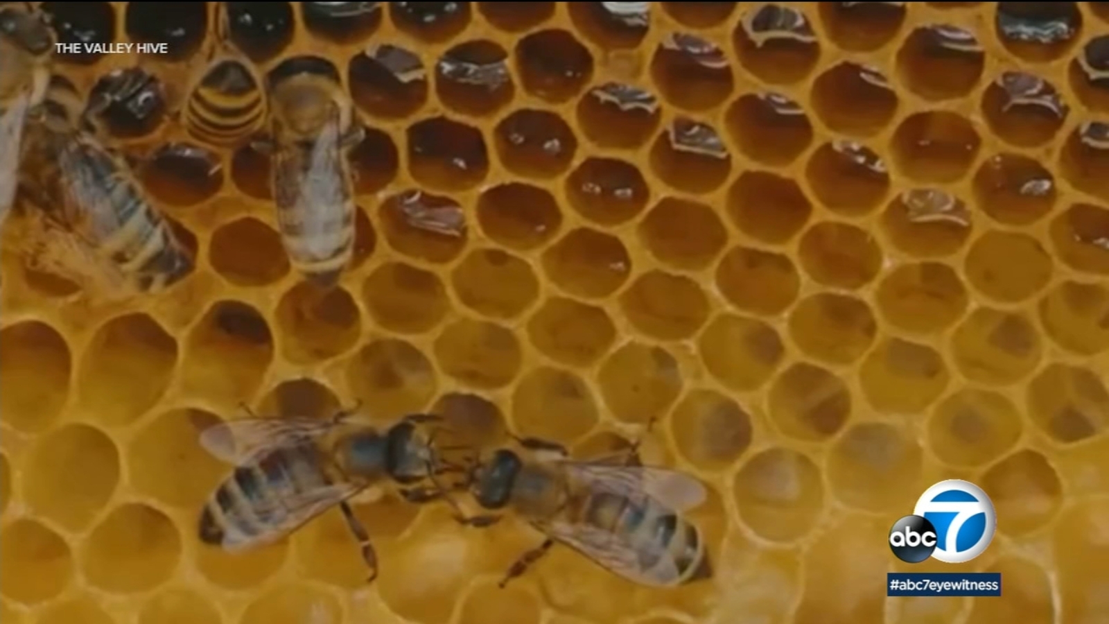 Negocio de Chatsworth enseña al público cómo criar abejas, mantener ...