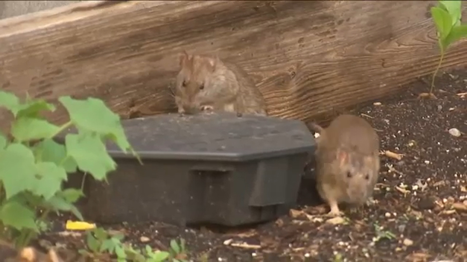 Hoboken continues rat mitigation efforts, using 2 pilot programs to ...