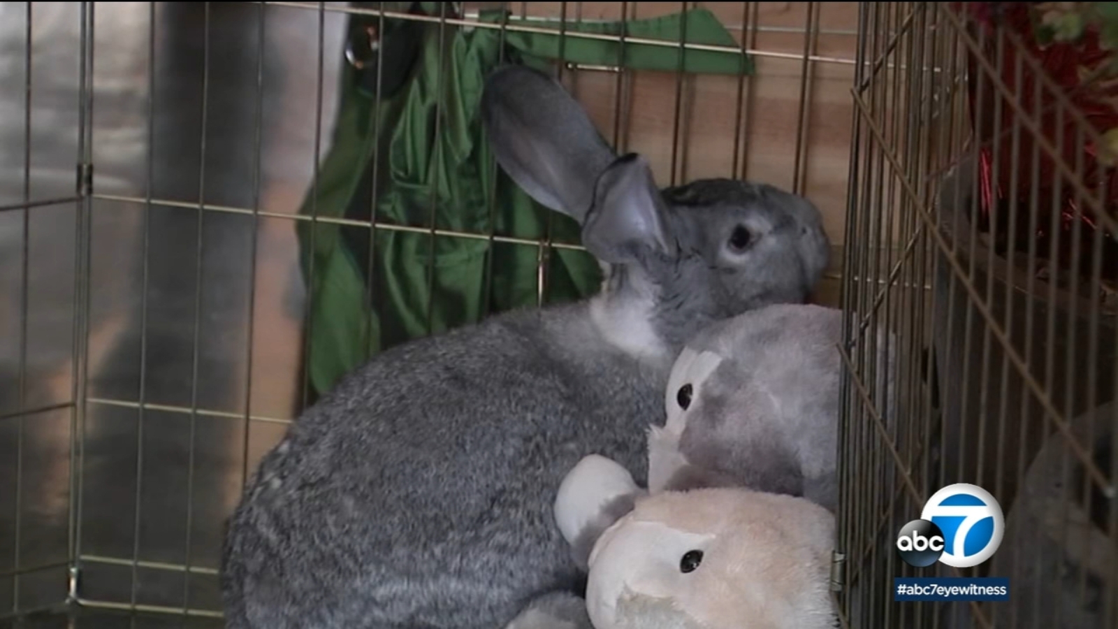 Nearly 70 rabbits, many pregnant or nursing, rescued from backyard ...