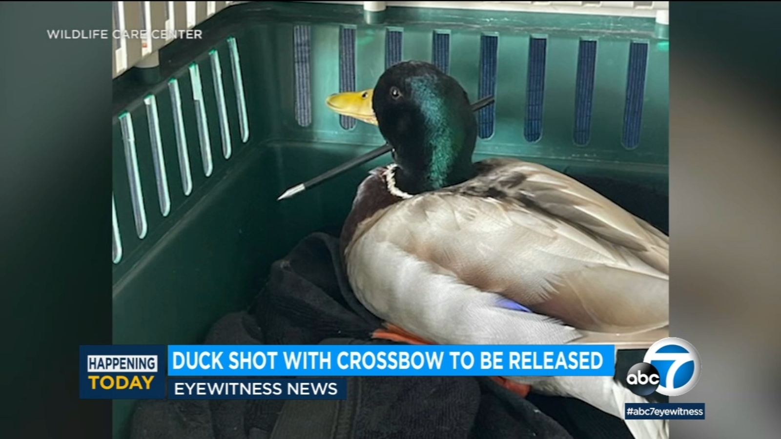 Newport Beach duck that had arrow shot through its neck set to be ...