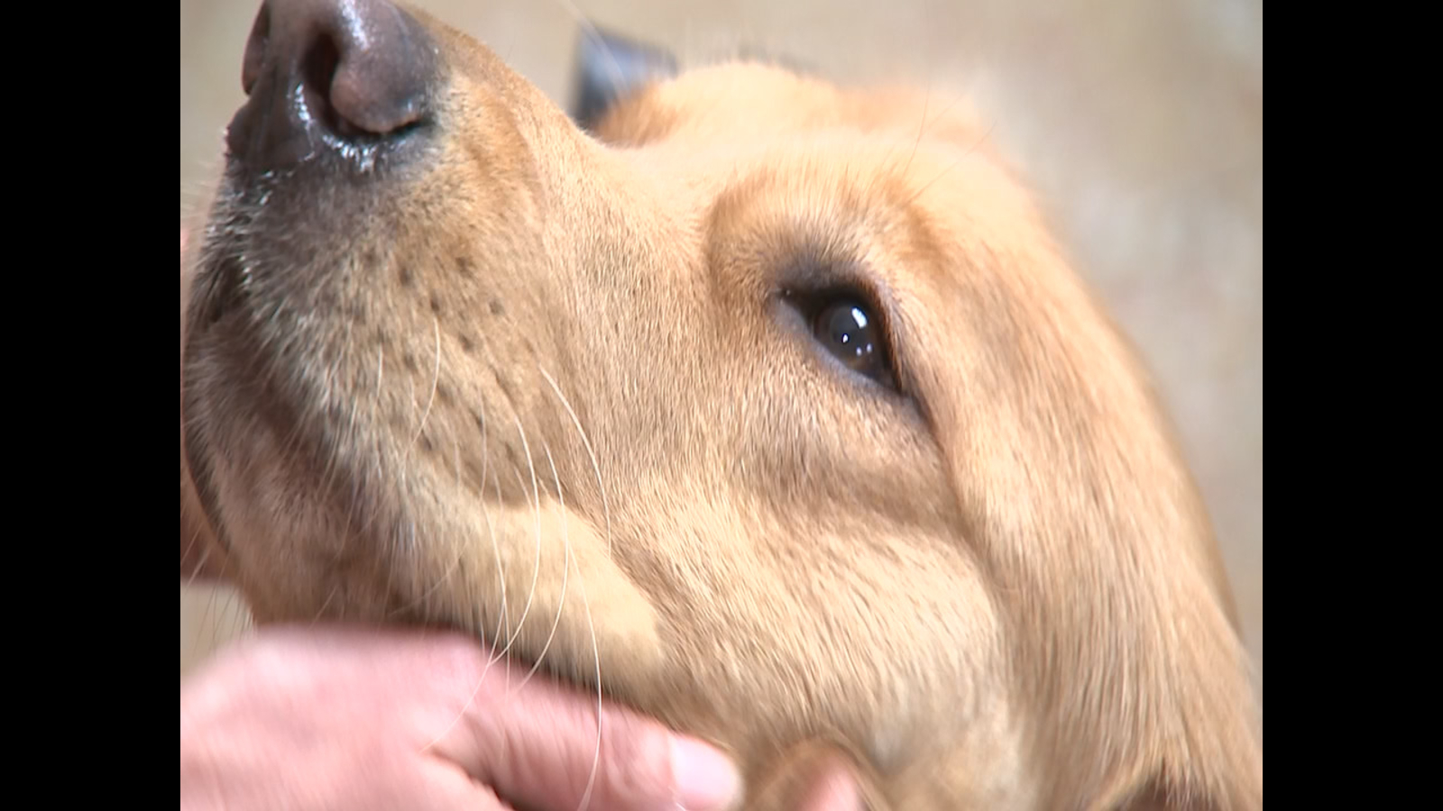 Larc School Embarks on New Therapy Dog Program - ABC13 Houston