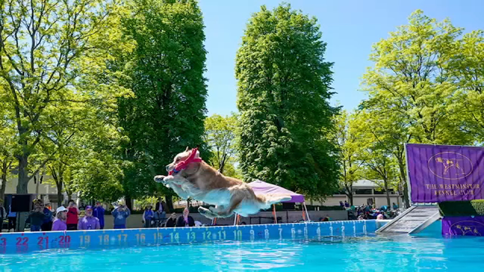 Westminster Kennel Club dog show underway at Billie Jean King Tennis ...