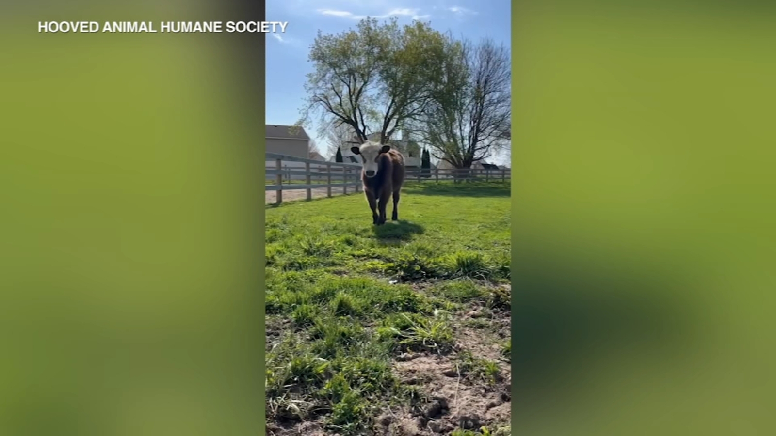 Cow that got loose in Niles senior prank at Northridge Prep School has ...