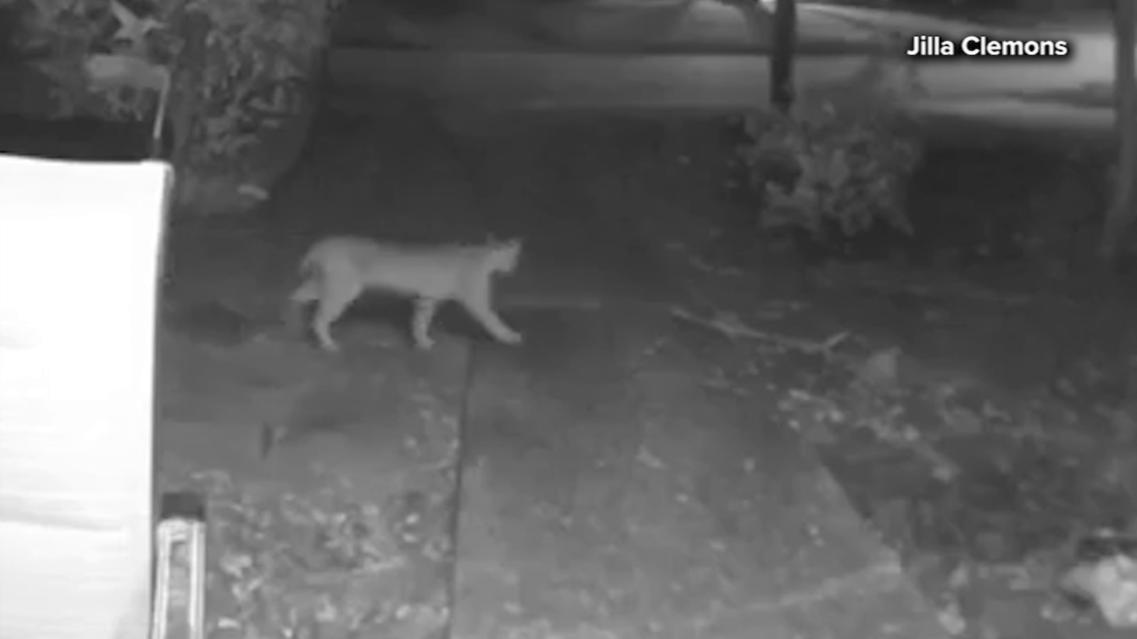 Large cat sighting Texas: ABC13 viewer from Kingwood captures late ...
