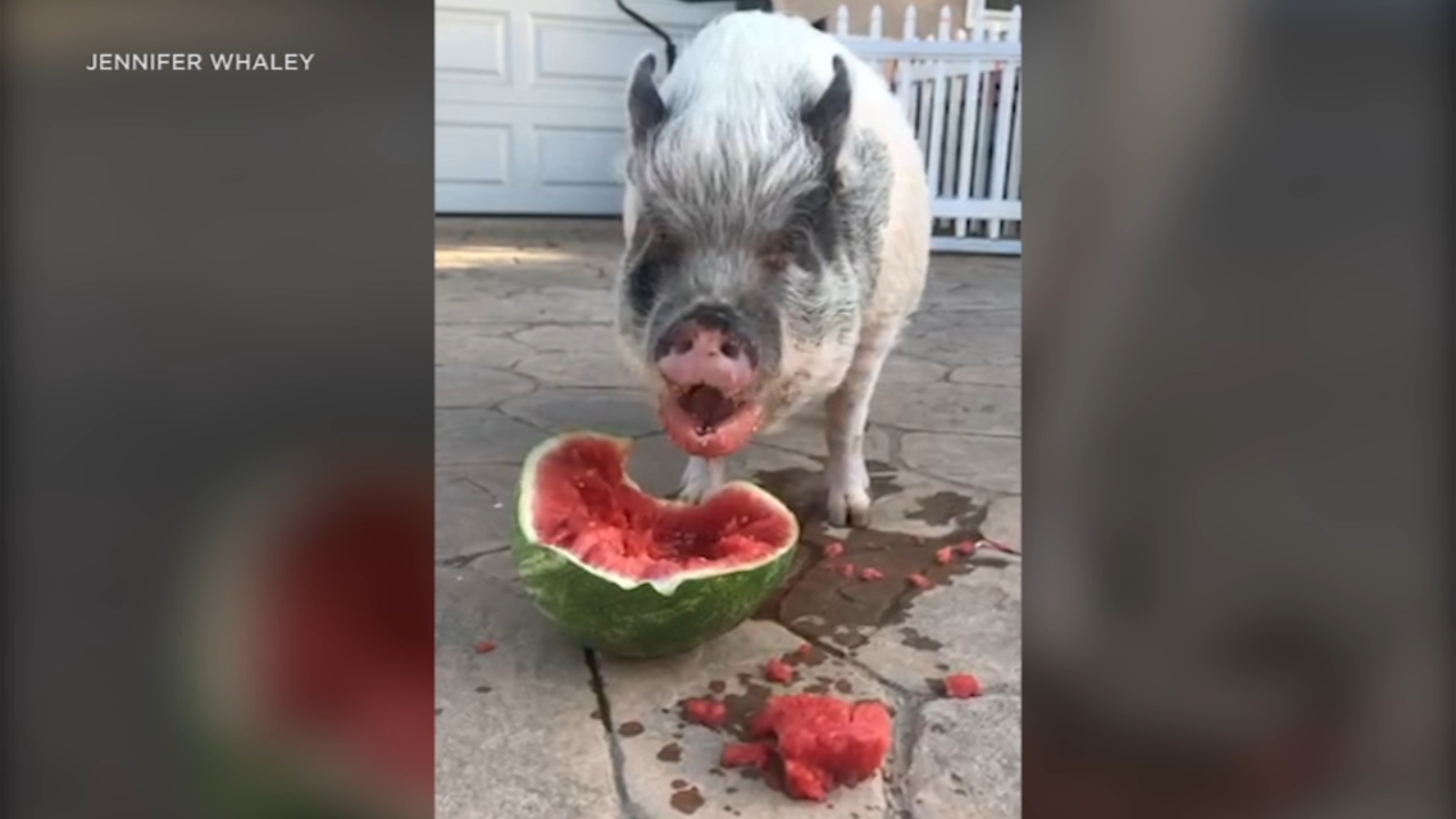 California woman who was forced to remove pet pigs from home now ...