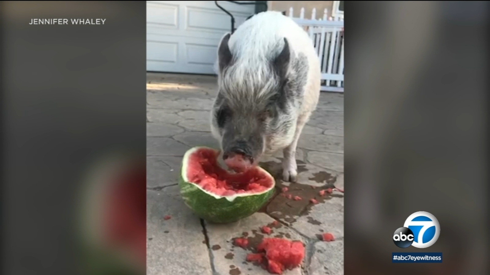 Oxnard woman fighting city to keep pet pigs as emotional-support ...