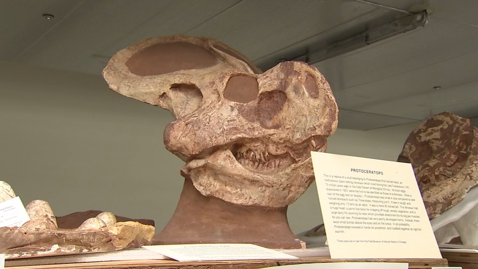 Chicago's Magnificent Museums: Field Museum behind-the-scenes-look ...