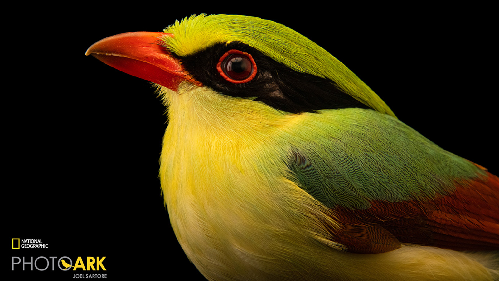 National Geographic Photo Ark: Joel Sartore, who's attempting to ...