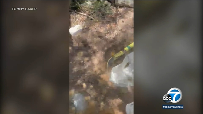 Experts say SoCal's record winter rainfall is contributing to explosion ...